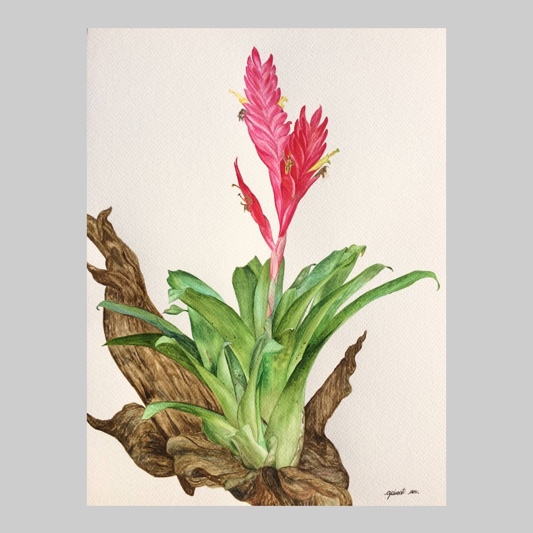 pink-bromeliad-vriesea - HOLE OF ART