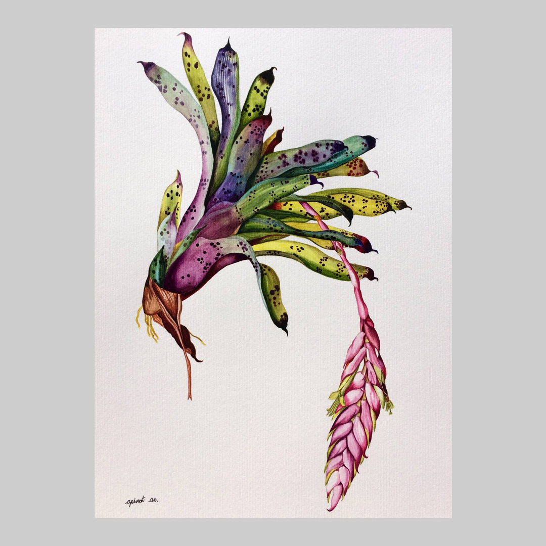 Vriesea guttata, a species of bromeliad - HOLE OF ART